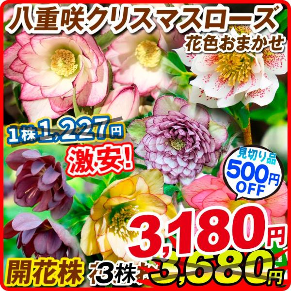 ●学名・英名：Helleborus●商品情報：冬から春先まで、趣ある花が楽しめるクリスマスローズ。その中でも豪華な八重咲種だけを集めた品種おまかせセットです。しかも、今回はすでに花芽をつけた開花株でお届けします!!送料込みで1株1,060円...