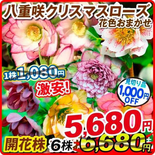 ●学名・英名：Helleborus●商品情報：冬から春先まで、趣ある花が楽しめるクリスマスローズ。その中でも豪華な八重咲種だけを集めた品種おまかせセットです。しかも、今回はすでに花芽をつけた開花株でお届けします!!送料込みで1株947円の超...