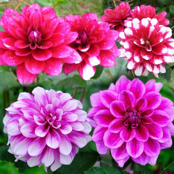 ●学名・英名：Dahlia●商品情報：桃系の咲き分けダリア。小輪:花径10cm前後。ダリアは桜が咲くころが植え付けの適期です。上手に管理すると6〜7月と9〜11月の年2回、花を楽しめます。キク科※色の出方は花によって異なり、単色花が咲く場合...