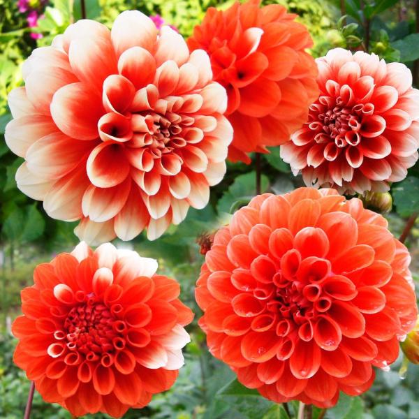 ●学名・英名：Dahlia●商品情報：オレンジ系の咲き分けダリア。中小輪:花径13cm前後。ダリアは桜が咲くころが植え付けの適期です。上手に管理すると6〜7月と9〜11月の年2回、花を楽しめます。キク科※色の出方は花によって異なり、単色花が...