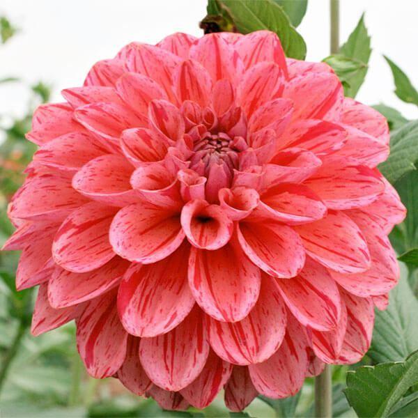 ●学名・英名：Dahlia●商品情報：桃色地に赤絞りが入る個性的な花色が魅力の中輪ダリア。育てやすい。中輪:花径17cm前後。秋田国際ダリア園の高品質な球根でお届けします。「ラズベリーソーダ」は秋田国際ダリア園の園長鷲澤氏(国内に流通してい...