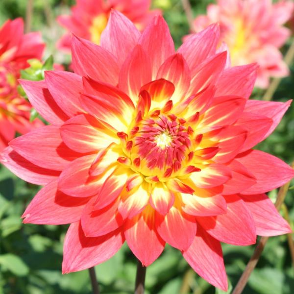 ●学名・英名：Dahlia●商品情報：まるで暖炉の炎のような花姿がステキな中大輪ダリア。中大輪:花径21cm前後。「ペチカ」は秋田国際ダリア園の園長鷲澤氏(国内に流通している品種の約7割もの生みの親)が作出。ダリアは桜が咲くころが植え付けの...