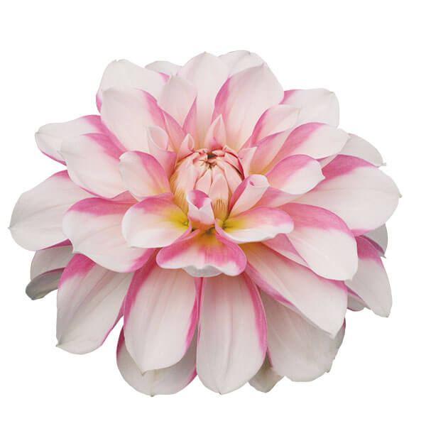 ●学名・英名：Dahlia●商品情報：白色の花弁に淡い桃色を帯びる中小輪ダリア。中小輪:花径13cm前後。ダリアは桜が咲くころが植え付けの適期です。上手に管理すると6〜7月と9〜11月の年2回、花を楽しめます。キク科●花型：ID(インフォー...