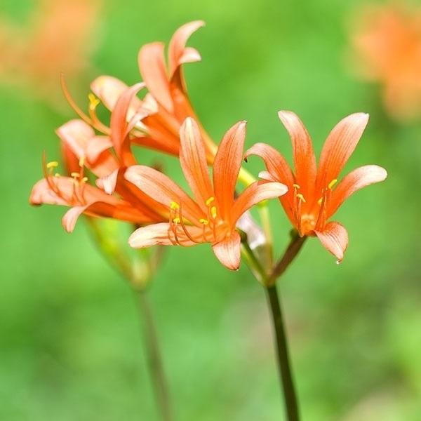 ●学名・英名：Lycoris sanguinea●商品情報：赤みがかったオレンジが印象的なリコリス! 早咲き種で、上向きに花を咲かせます。別名「キツネノカミソリ」。性質強健でとても育てやすく、植えっぱなしにすると花つきがよくなります。ヒガン...
