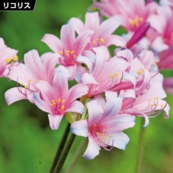 ●学名・英名：Lycoris sprengeri●商品情報：青みを帯びた美しい桃花を咲かせるリコリス。花もちよく一度育てるとやみつきに。性質強健でとても育てやすく、植えっぱなしにすると花つきがよくなります。ヒガンバナ科。注）今年は開花しない...
