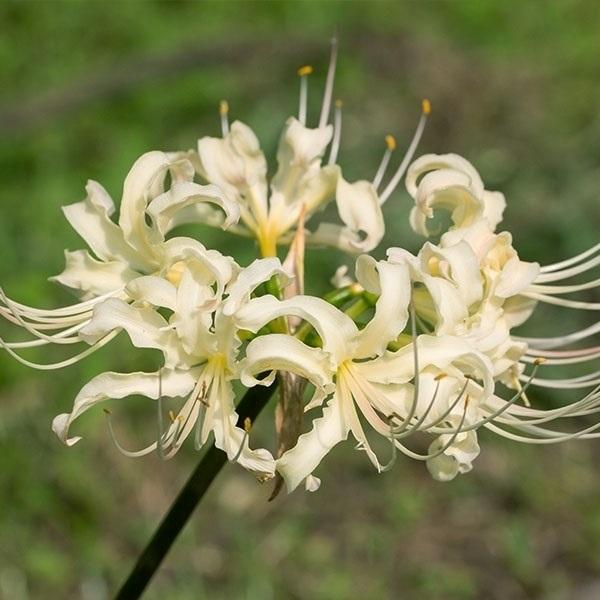 ●学名・英名：Lycoris albiflora●商品情報：通称「白彼岸花」。栽培環境により絹色や薄い桃色花になるので面白い。その透明感を味わってみてください。性質強健でとても育てやすく、植えっぱなしにすると花つきがよくなります。ヒガンバナ...