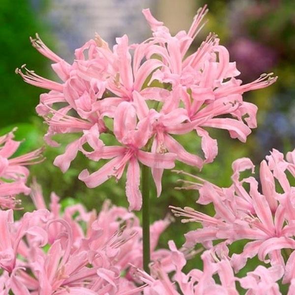 ●学名・英名：Nerine sarniensis●商品情報：ダイヤモンドリリーはキラキラ輝くような花弁がとてもキレイ! 花もち抜群で長く楽しめます。乾燥し、窮屈なところを好むので地植えにはせず、鉢植えにします。冬は凍らないように管理。別名「...