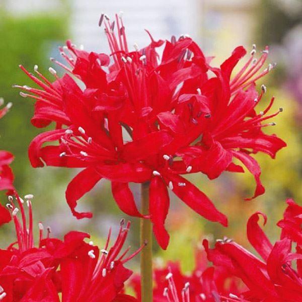 ●学名・英名：Nerine sarniensis●商品情報：ダイヤモンドリリーはキラキラ輝くような花弁がとてもキレイ! 花もち抜群で長く楽しめます。乾燥し、窮屈なところを好むので地植えにはせず、鉢植えにします。冬は凍らないように管理。別名「...