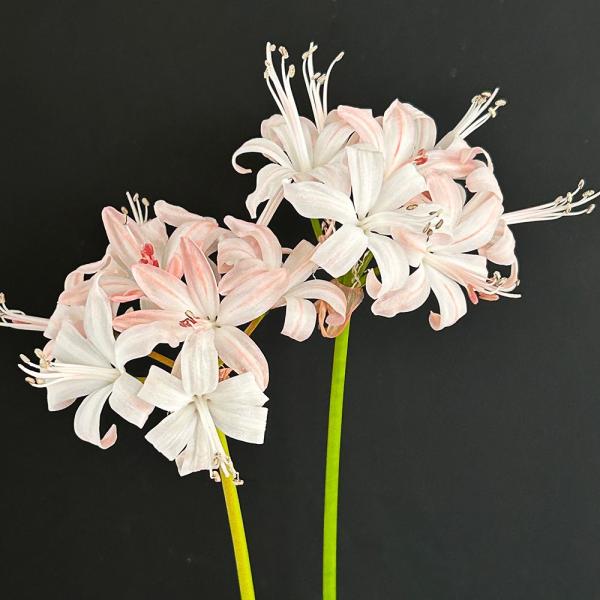 ●学名・英名：Nerine Akibiyori●商品情報：ベビーピンク色のふっくらとした花姿が優しいネリネ。花もち抜群で長く楽しめます。乾燥し、窮屈なところを好むので地植えにはせず、鉢植えにします。冬は凍らないように管理。ヒガンバナ科。注）...