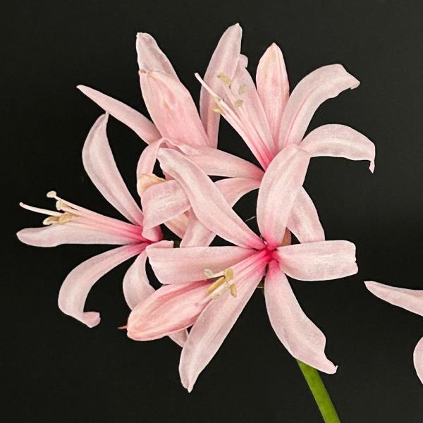 ●学名・英名：Nerine Aki no Hitomi●商品情報：花の中心がワインレッドに染まり、コンパクトで優美な花姿のネリネ。花もち抜群で長く楽しめます。乾燥し、窮屈なところを好むので地植えにはせず、鉢植えにします。冬は凍らないように管...