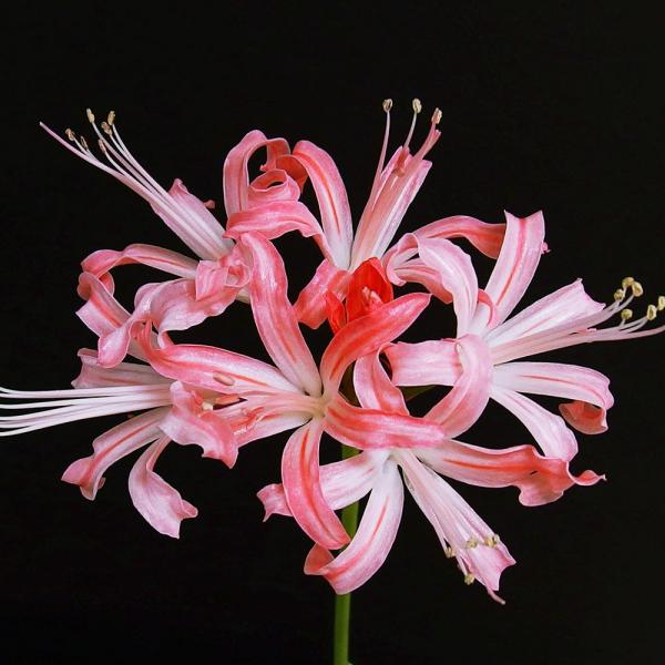 ●学名・英名：Nerine Akitsushima●商品情報：ローズ色のラインの脇に入る白ボカシ美しいネリネ。花もち抜群で長く楽しめます。乾燥し、窮屈なところを好むので地植えにはせず、鉢植えにします。冬は凍らないように管理。ヒガンバナ科。注...