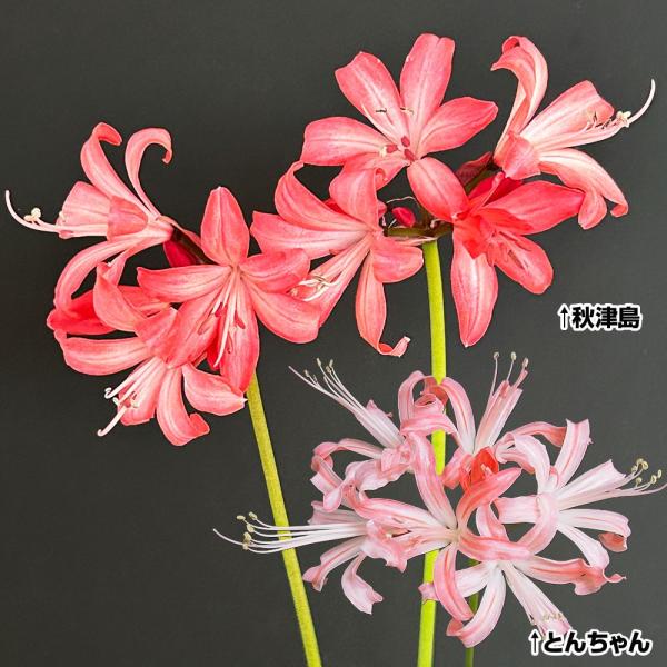 セット内容秋津島・とんちゃん●商品情報：キラキラ輝くような花弁がとてもキレイ。高級品種を集めたネリネのセット。花もち抜群で長く楽しめます。乾燥し、窮屈なところを好むので地植えにはせず、鉢植えにします。冬は凍らないように管理。ヒガンバナ科。注...