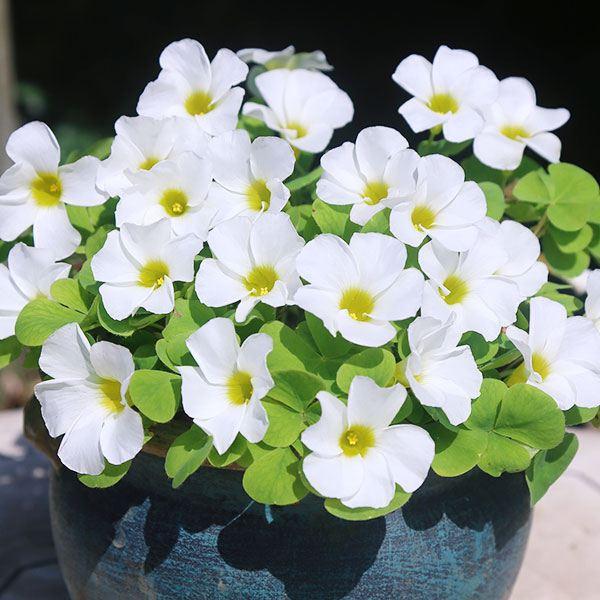 ●学名・英名：Oxalis　purpurea●商品情報：日本ではカタバミの名でも親しまれている植物です。丈夫で育てやすく、植えっぱなしでもOK!! カタバミ科。バリアビリスは、オキザリスの中では比較的寒さに強く、開花期の長いタイプです。●お...