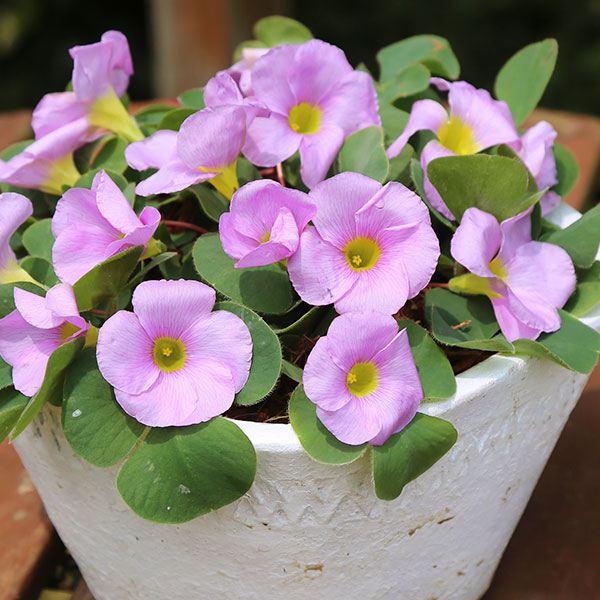 ●学名・英名：Oxalis　purpurea●商品情報：日本ではカタバミの名でも親しまれている植物です。丈夫で育てやすく、植えっぱなしでもOK!! カタバミ科。バリアビリスは、オキザリスの中では比較的寒さに強く、開花期の長いタイプです。●お...