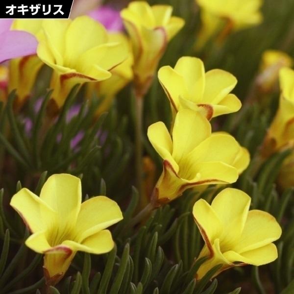 ●学名・英名：Oxalis flava●商品情報：愛らしい花は日中に開き、夜や曇りの時は閉じます。病害虫にも強く、植えっぱなしでも良く育つので栽培簡単でおすすめです。オキザリスの中でも強健! カタバミ科。●お届け状態：球根 (開花見込みサイ...