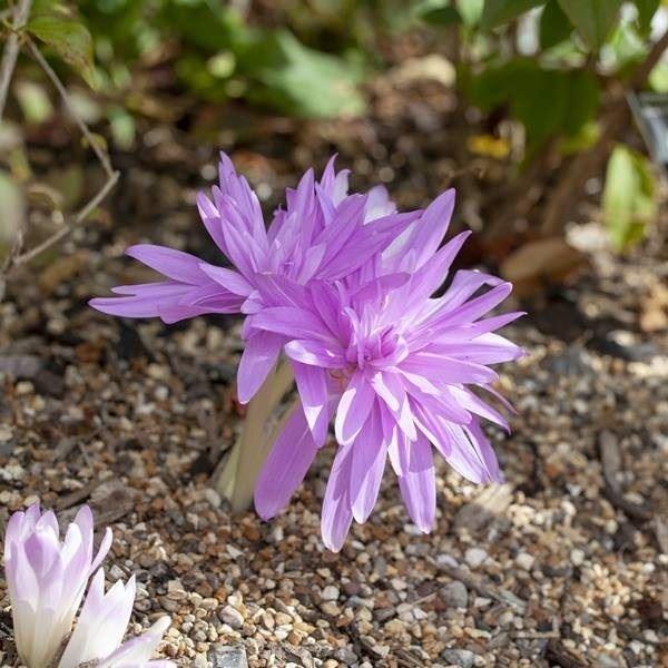●学名・英名：Colchicum Waterlily●商品情報：八重咲きコルチカム。生命力が強く、水や土がなくても立派に開花!! バスケットに数球詰めて置くだけで、簡単フラワーバスケットになります。庭植えなら数年植えっぱなしでも大丈夫です。...