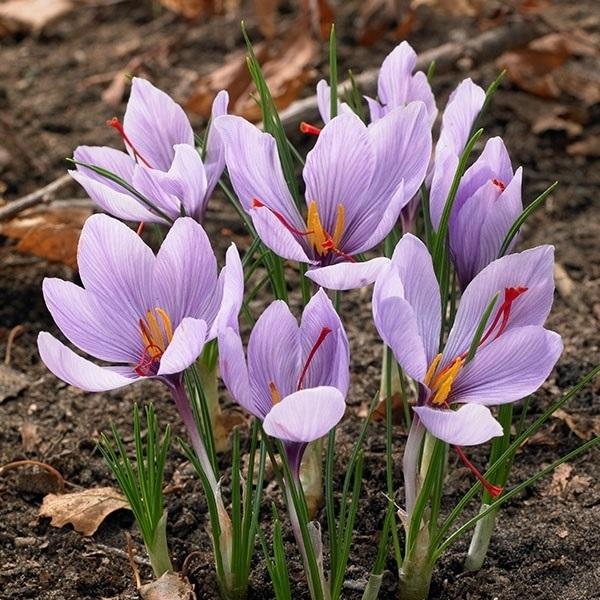●学名・英名：Crocus sativus●商品情報：サフランはとっても強健な性質で、なんと水や土がなくても栽培可能! 初心者の方にもオススメです。アヤメ科。●お届け状態：球根 (球周: 約9cm)●開花期(約)：10-11月●草丈(約)：...