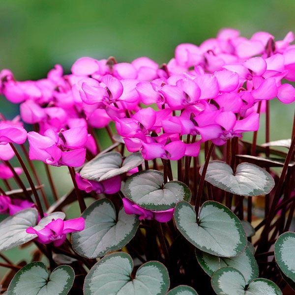 ●学名・英名：Cyclamen coum●商品情報：丈夫で育てやすく、一度植えると何年も花を咲かせてくれます。葉がハート形でとってもかわいい原種系シクラメン! サクラソウ科。●お届け状態：球根●開花期(約)：1-3月●草丈(約)：5-10c...