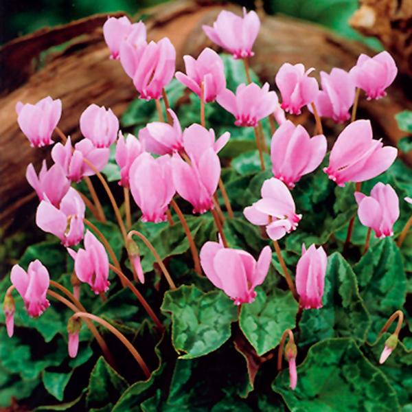 ●学名・英名：Cyclamen hederifolium●商品情報：秋咲きの原種シクラメン。花後に葉が出てきます。原種シクラメンの中でも強健で育てやすく、暖地・寒冷地のどちらでも露地植えが可能です。草丈5〜10cmほどの小ささですが、群植し...