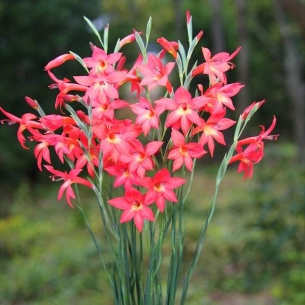 ●学名・英名：Gladiolus priorii●商品情報：花の少ない時期に鮮やかな花が楽しめる秋咲きグラジオラス。希少な原種グラジオラスです。アヤメ科。●お届け状態：球根 (開花見込みサイズ)●開花期(約)：10-12月●草丈(約)：30...