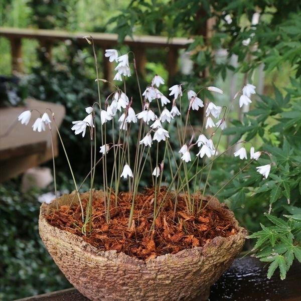 ●学名・英名：Leucojum (Acis) autumnalis September Snow●商品情報：可憐な純白花をうつむくように咲かせる秋咲きスノーフレーク。水はけの良い、砂質土壌を好みます。葉は花のあとから出てきます。別名「リュー...