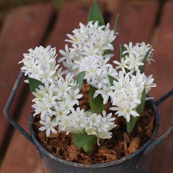 ●学名・英名：Lachenalia (Polyxena) ensifolia●商品情報：ポリキセナは可愛らしい花を咲かせる多肉植物の球根です。現在の分類ではラケナリア属に編入。●お届け状態：球根 (開花見込みサイズ)●開花期(約)：10-1...