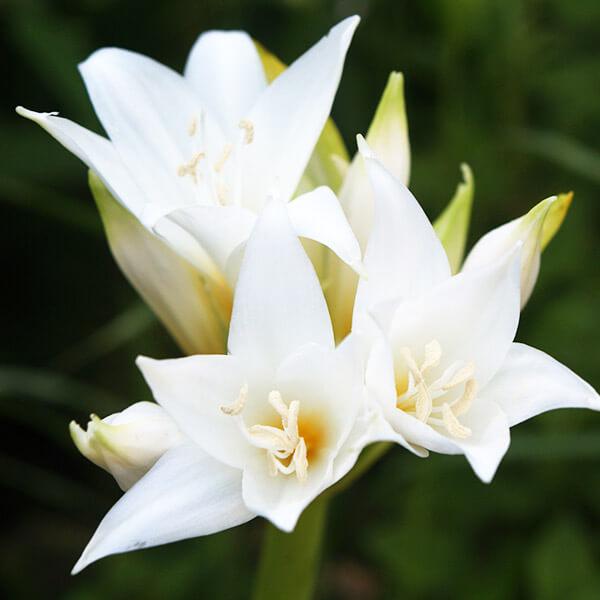 ●学名・英名：Amaryllis belladonna●商品情報：ホンアマリリスは花の少ない夏から秋に花径12cmほどのゆりに似た大輪花を咲かせます。白、桃色の花は香りも素敵。花壇や鉢植えはもちろん、切花にも大人気です! 別名「ベラドンナリ...