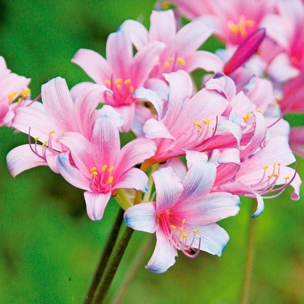 ●学名・英名：Lycoris sprengeri●商品情報：青みを帯びた美しい桃花を咲かせるリコリス。花もちよく一度育てるとやみつきに。性質強健でとても育てやすく、植えっぱなしにすると花つきがよくなります。ヒガンバナ科。注）今年は開花しない...