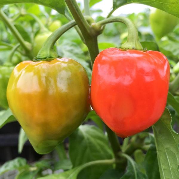 ●学名・英名：Capsicum chinense Habanero●商品情報：激辛とうがらしの王者。本場メキシコの強烈な辛さの後に、フルーティーな風味を楽しめる。 ナス科 。●お届け状態：実生9cmポット苗●果長(約)：3cm●スコヴィル値...