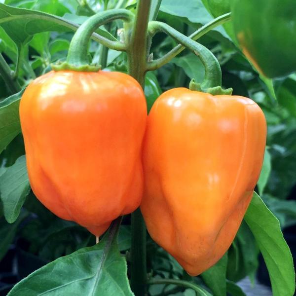 ●学名・英名：Capsicum chinense Orange Habanero●商品情報：激辛とうがらしの王者ハバネロの突然変異種。本場メキシコの強烈な辛さの後に、フルーティーな風味を楽しめる。 ナス科 。●お届け状態：実生9cmポット苗...