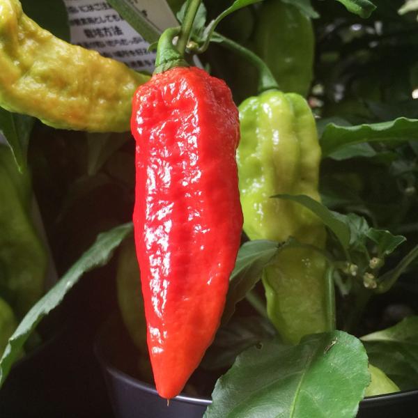 ●学名・英名：Capsicum chinense Bhut Jolokia●商品情報：あのハバネロを超える辛さ。その辛さは世界ランキングの上位に入ります。 ナス科 。●お届け状態：実生9cmポット苗●果長(約)：4-5cm●スコヴィル値(辛...