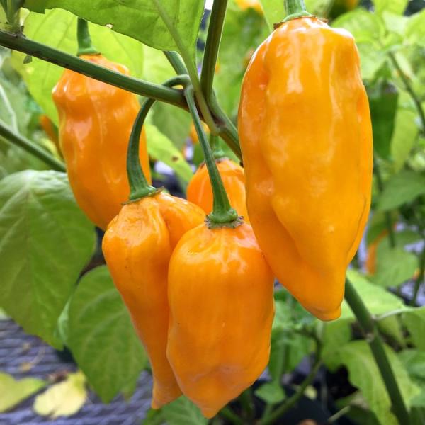 ●学名・英名：Capsicum chinense Yellow Bhut Jolokia●商品情報：ブートジョロキアの変異種。あのハバネロを超える辛さ。その辛さは世界ランキングの上位に入ります。 ナス科 。●お届け状態：実生9cmポット苗●...
