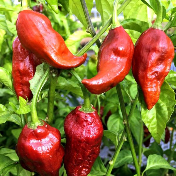 ●学名・英名：Capsicum chinense Chocolate Bhut Jolokia●商品情報：ブートジョロキアの変異種。あのハバネロを超える辛さ。その辛さは世界ランキングの上位に入ります。 ナス科 。●お届け状態：実生9cmポッ...