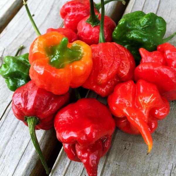 ●学名・英名：Capsicum chinense Trinidad Moruga Scorpion●商品情報：ハバネロやジョロキアを超える辛さ。その痛烈な辛さは世界ランキングの上位に入ります。 ナス科 。●お届け状態：実生9cmポット苗●果...