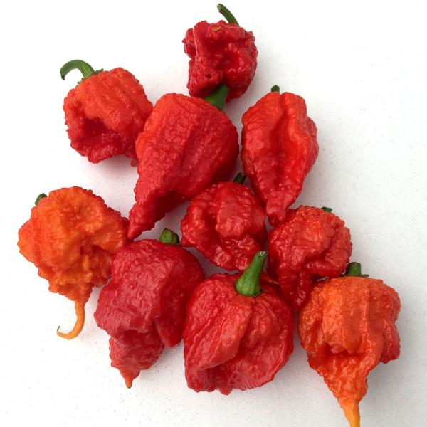 ●学名・英名：Capsicum chinense Carolina Reaper●商品情報：ハバネロやジョロキア、トリニダードモルガスコーピオンまで超える辛さ。世界一の辛さを誇る唐辛子です。 ナス科 。●お届け状態：実生9cmポット苗●果長...