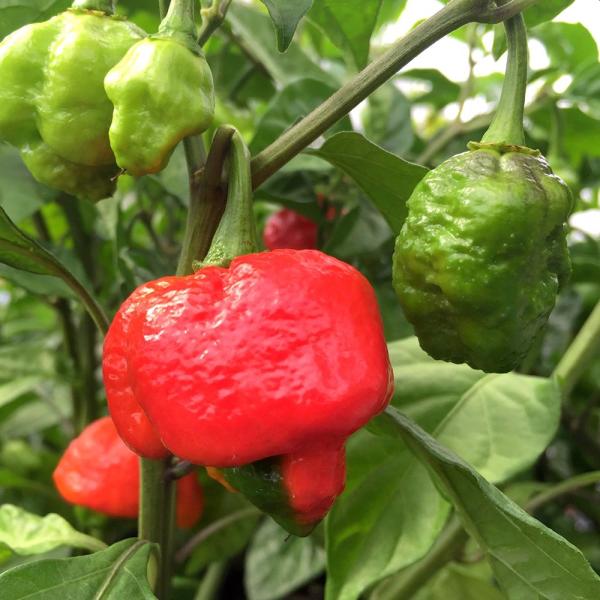 ●学名・英名：Capsicum chinense Trinidad 7 Pot●商品情報：ハバネロ、ジョロキアより辛く、世界ランク上位の辛さです。 7ポットという名前は、1つの果実だけで鍋7つ分をピリ辛に出来るというのが由来。 ナス科 。●...