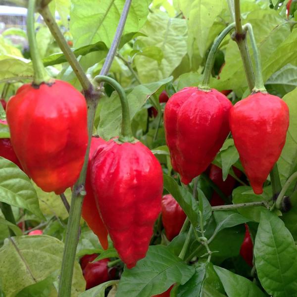 ●学名・英名：Capsicum chinense Naga Morich●商品情報：ハバネロの4倍以上の辛さといわれる激辛唐辛子。痛みを伴う辛さの中に、花のような甘い風味もあるのが特徴的。 ナス科 。●お届け状態：実生9cmポット苗●果長(...