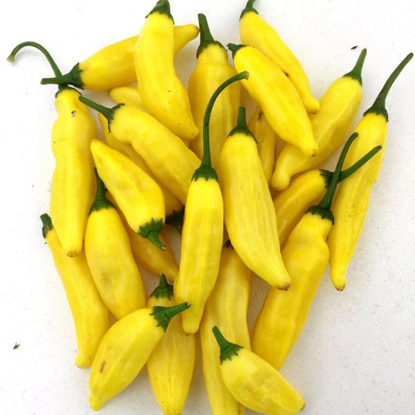 ●学名・英名：Capsicum chinense Lemon Drop●商品情報：ペルー原産のトウガラシ。レモンのようなわずかに酸味を感じられる爽やかな香りの後に辛さが来る唐辛子です。レモンのような鮮やかな黄色に熟します。 ナス科 。●お届...
