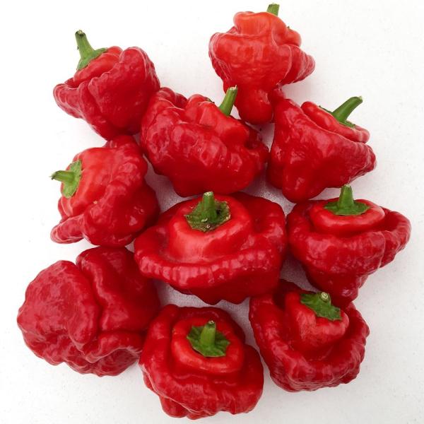 ●学名・英名：Capsicum chinense Scotch Bonnet Jamaican Red●商品情報：ジャマイカ料理に使われる激辛唐辛子。ハバネロの辛さにフルーティーな香りと甘味が特徴的です。 ナス科 。●お届け状態：実生9cm...