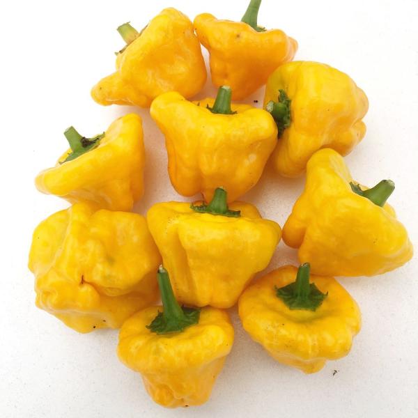 ●学名・英名：Capsicum chinense Scotch Bonnet Jamaican Yellow●商品情報：ジャマイカ料理に使われる激辛唐辛子。ハバネロの辛さにフルーティーな香りと甘味が特徴的です。 ナス科 。●お届け状態：実生...