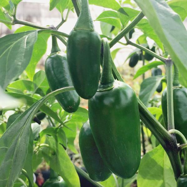 ●学名・英名：Capsicum chinense  Jalapeno●商品情報：メキシコを代表とする青トウガラシで、辛さは中程度で赤く完熟した頃が最も辛くなります。サラダやサルサソース、ピクルスなどに。 ナス科 。●お届け状態：実生9cmポ...