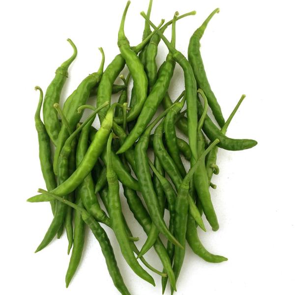 ●学名・英名：Capsicum chinense  Prik kee noo●商品情報：タイでは定番の大変辛い小型の唐辛子。トムヤムクンなどのさまざまなタイ料理に使用され、あの刺激的な辛さを出しています。 ナス科 。●お届け状態：実生9cm...