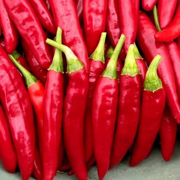●学名・英名：Capsicum chinense ●商品情報：韓国料理の定番唐辛子。実が細く辛みの強い品種です。 ナス科 。●お届け状態：実生9cmポット苗●果長(約)：10-12cm●スコヴィル値(辛さの単位)：50,000●注意事項：※...