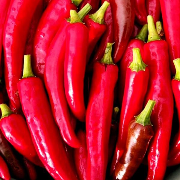 ●学名・英名：Capsicum chinense ●商品情報：韓国料理の定番唐辛子。やや太実で辛さはややマイルドです。 ナス科 。●お届け状態：実生9cmポット苗●果長(約)：10-12cm●スコヴィル値(辛さの単位)：20,000●注意事...