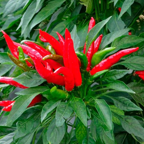 ●学名・英名：Capsicum annuum　Yatsubusa Chili Pepper●商品情報：江戸時代に新宿区内藤町で栽培されていた伝統野菜。 小型の果実が枝先に集まり上に向いて実ります。葉トウガラシとしても利用でき、辛味強い完熟果...