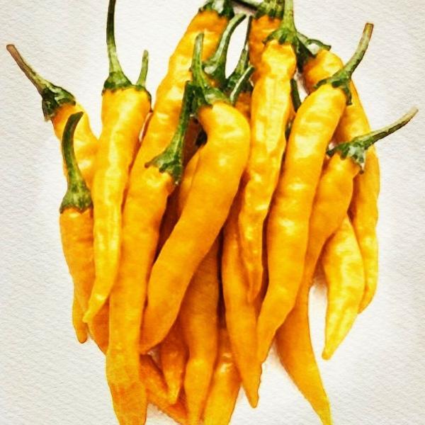 ●学名・英名：Capsicum annuum●商品情報：鷹の爪の約10倍の辛味成分を持ち、日本一辛い唐辛子と称されるトウガラシ。黄金色に輝く美しい唐辛子で、キレのある香り高い独特の風味を持っています。ナス科 。●お届け状態：実生9cmポット...