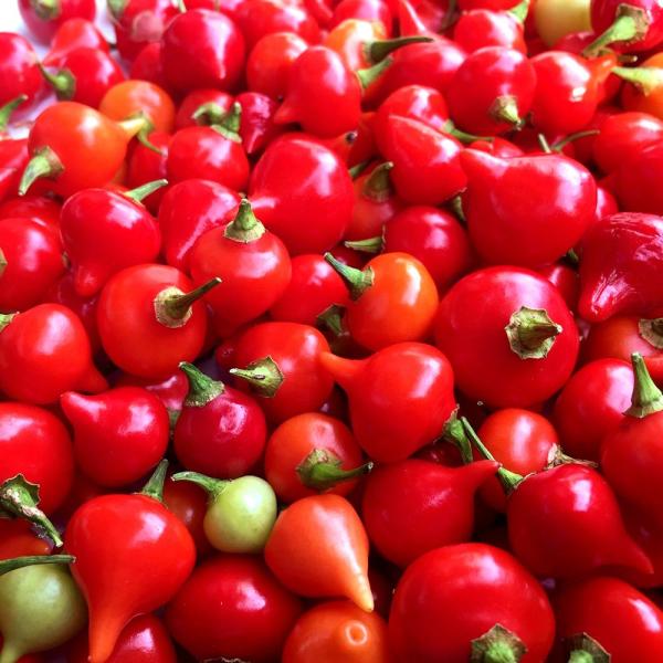 ●学名・英名：Capsicum annuum　Chile Mirasol●商品情報：ブラジルで有名なトウガラシ。ほぼ辛味を感じないので、ピクルスにおすすめです。分枝しやすく鈴なりに実ります。ナス科 。●お届け状態：実生9cmポット苗●果長(...