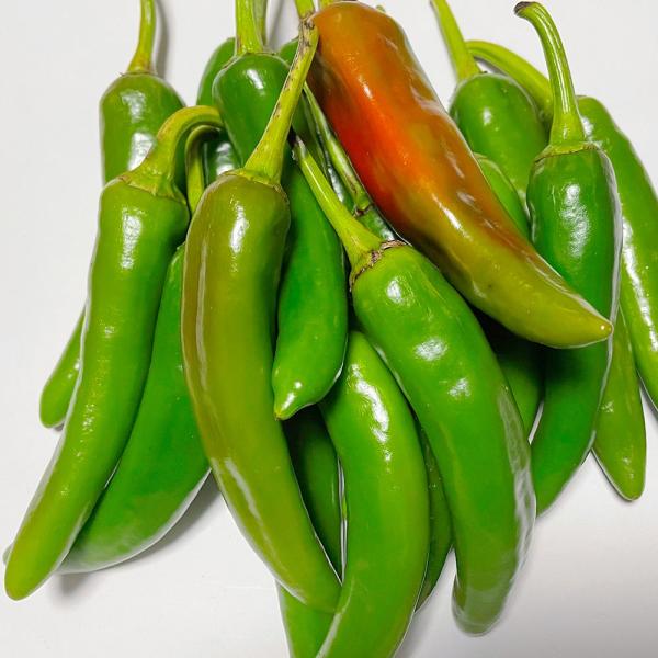 ●学名・英名：Capsicum annuum　Chile Mirasol●商品情報：メキシコのトウガラシ。辛味はそこまで強くなく、サルサ・モーレなどのメキシコ料理に。乾燥させたものは「チレワヒーヨ」とも呼ばれます。ナス科 。●お届け状態：実...