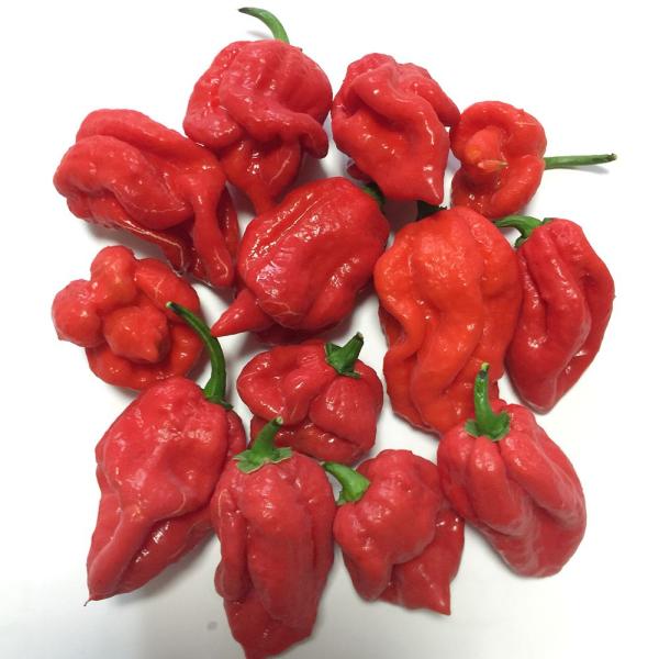 ●学名・英名：Capsicum chinense　Trinidad scorpion Butch T pepper●商品情報：ハバネロやジョロキアを遥かに凌ぐ辛さを誇るトウガラシ。アメリカ・ルイジアナ州のブッチ・テイラー氏が育成して選抜され...