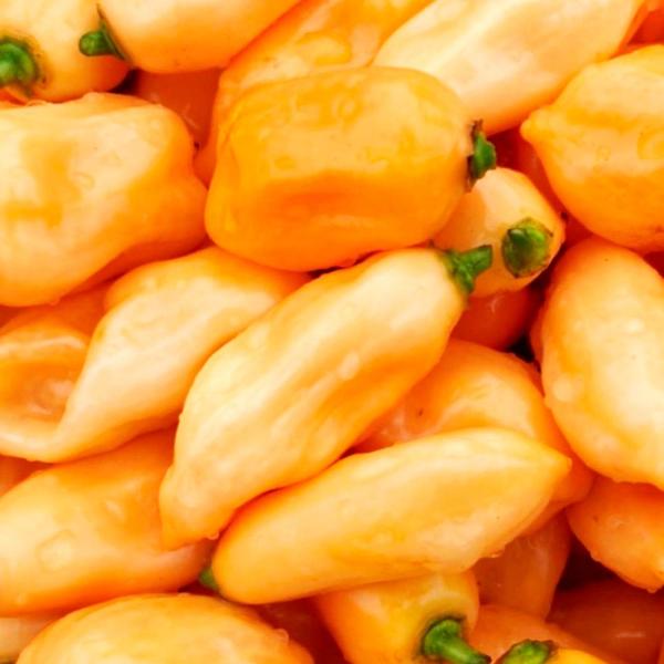 ●学名・英名：Capsicum annuum　Pimenta de Cheiro Asemira●商品情報：ブラジルなどアマゾン地方ではかかせない香り高い唐辛子。独特な香りが強く、マイルドな辛さが特徴的です。ナス科 。●お届け状態：実生9c...